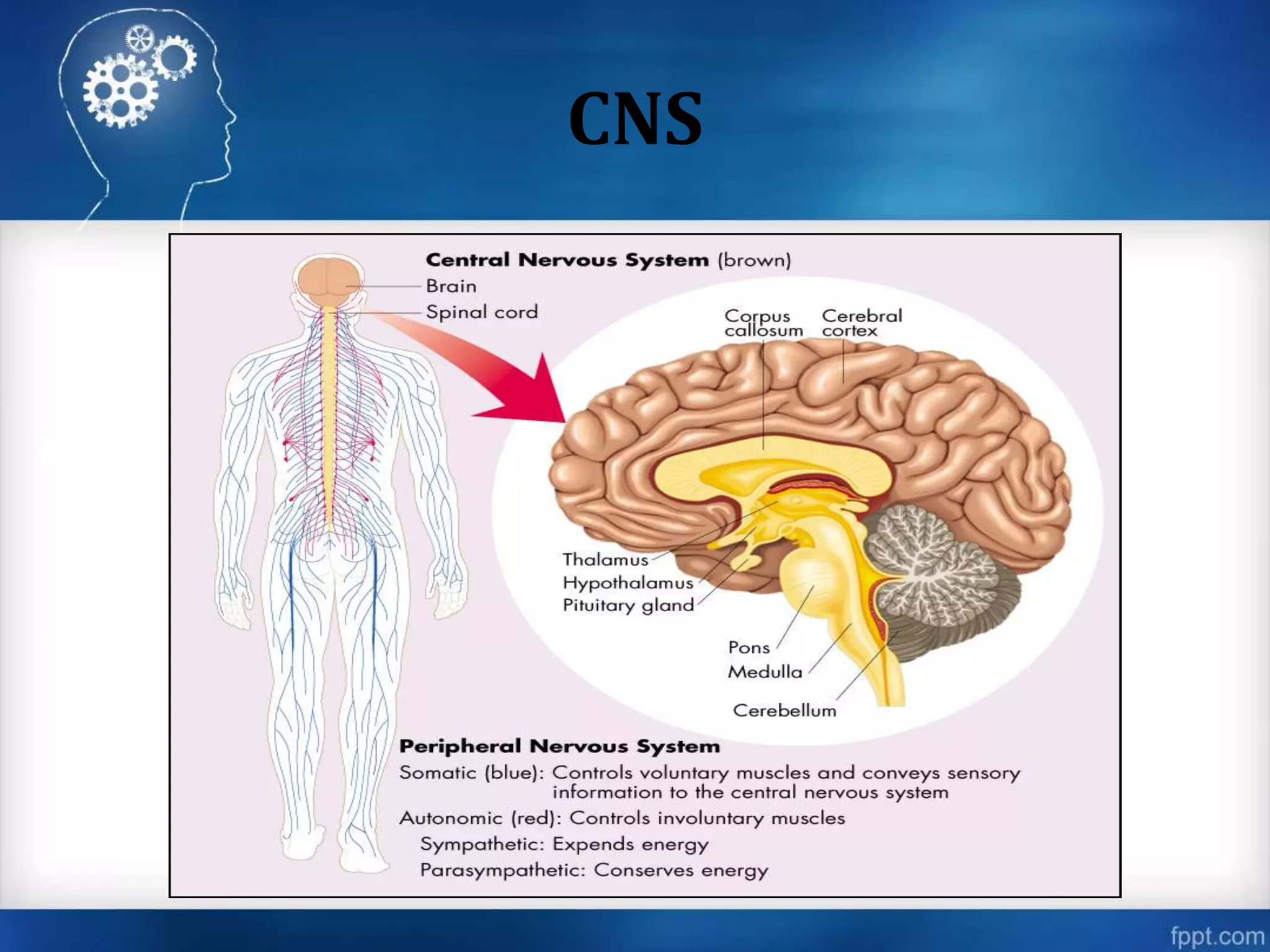an introduction to neuropsychology | PPT | Brain and Nervous System ...