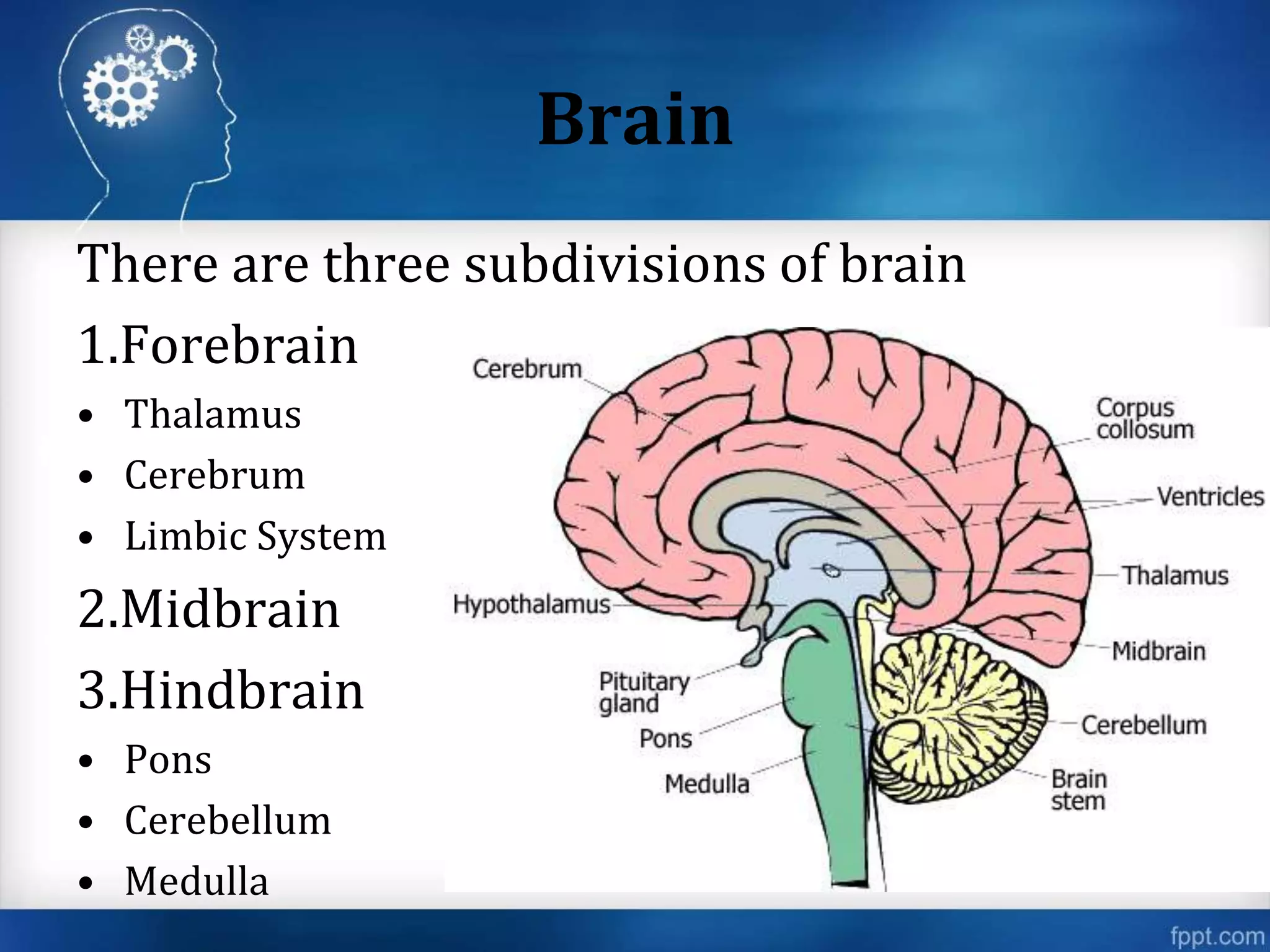 an introduction to neuropsychology | PPT | Brain and Nervous System ...