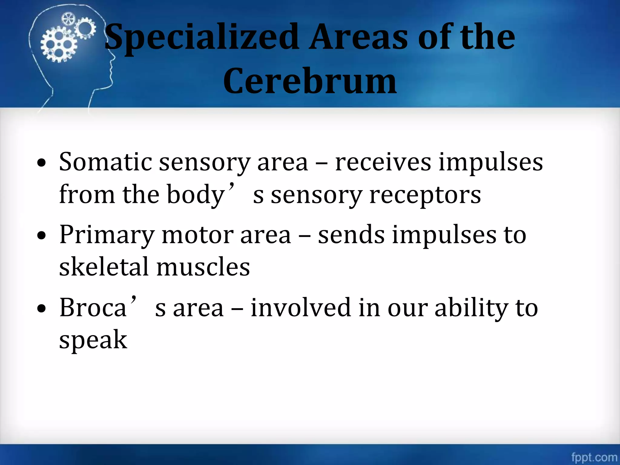 an introduction to neuropsychology | PPT | Brain and Nervous System ...
