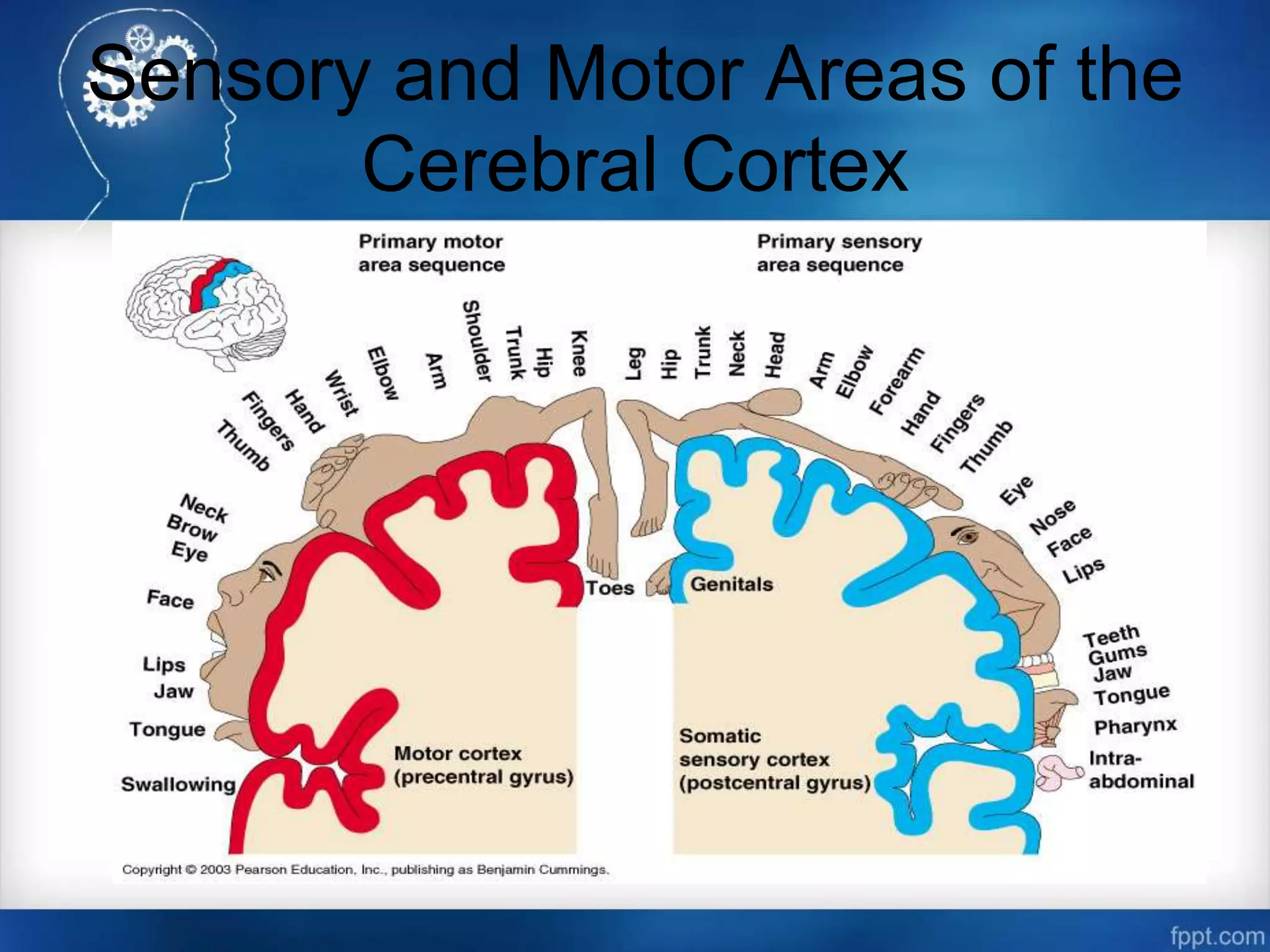an introduction to neuropsychology | PPT | Brain and Nervous System ...