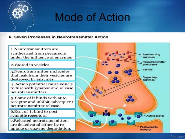 an introduction to neuropsychology | PPT | Brain and Nervous System ...