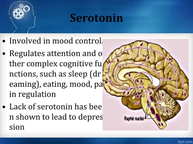 an introduction to neuropsychology | PPT | Brain and Nervous System ...
