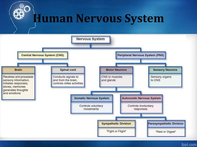 an introduction to neuropsychology | PPT | Brain and Nervous System Disorders | Diseases and ...