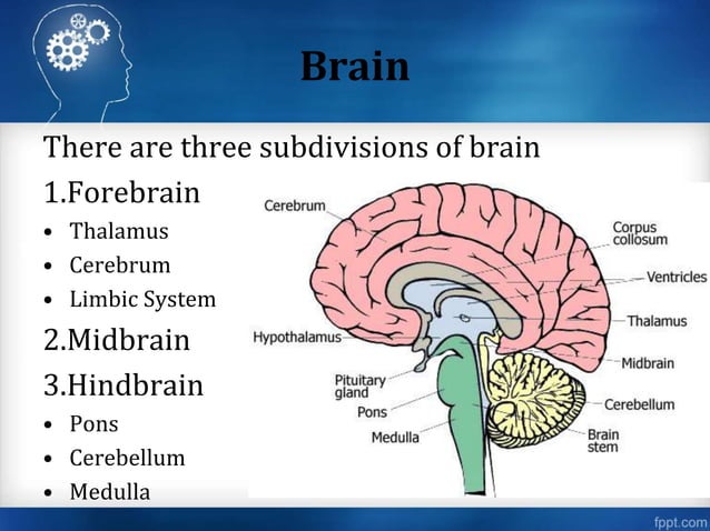 an introduction to neuropsychology | PPT | Brain and Nervous System ...