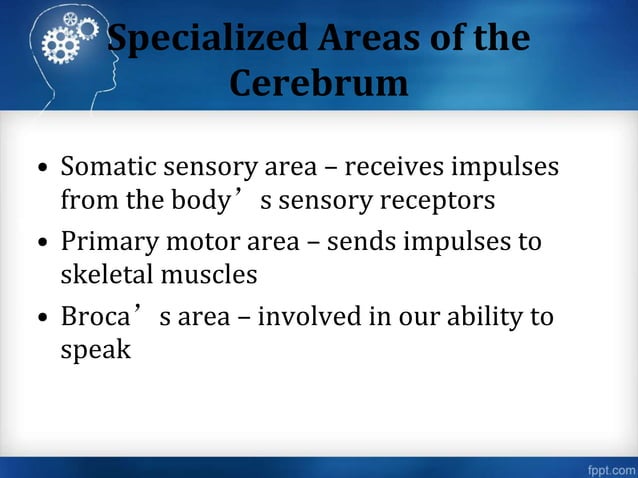 an introduction to neuropsychology | PPT | Brain and Nervous System ...