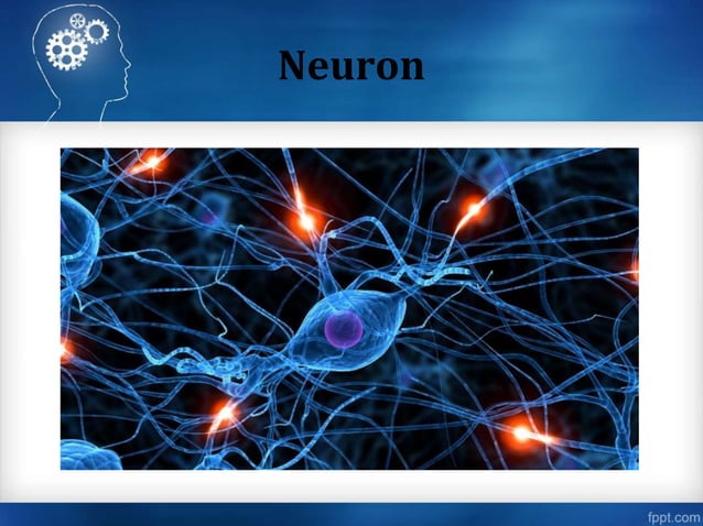 an introduction to neuropsychology | PPT | Brain and Nervous System ...