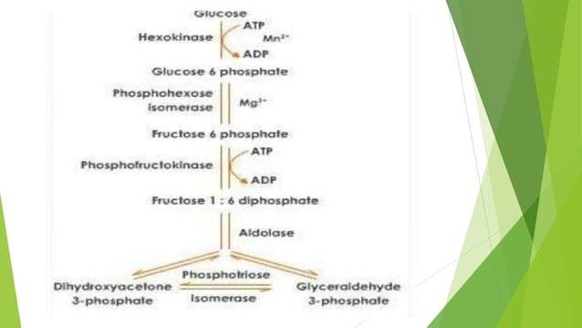 Glycolysis ppt