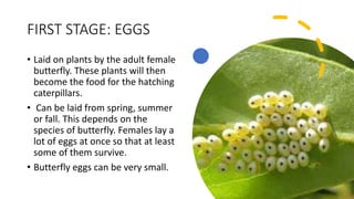 THE LIFECYCLE OF A BUTTERFLY | PPTX