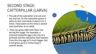 THE LIFECYCLE OF A BUTTERFLY | PPT
