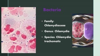 Presentation | PPTX | Sexual Conditions | Sexual Health