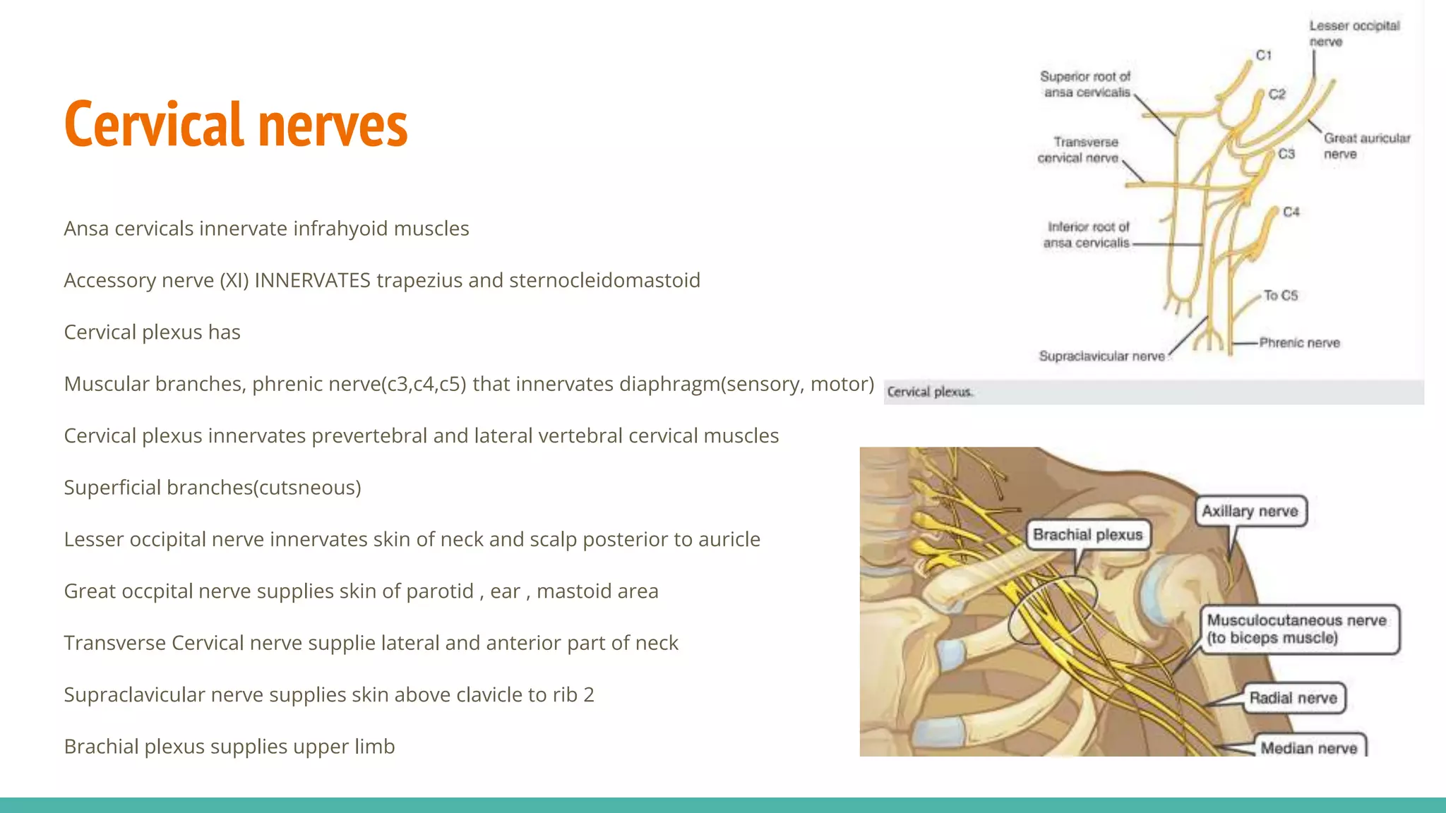 Cervical region | PPTX