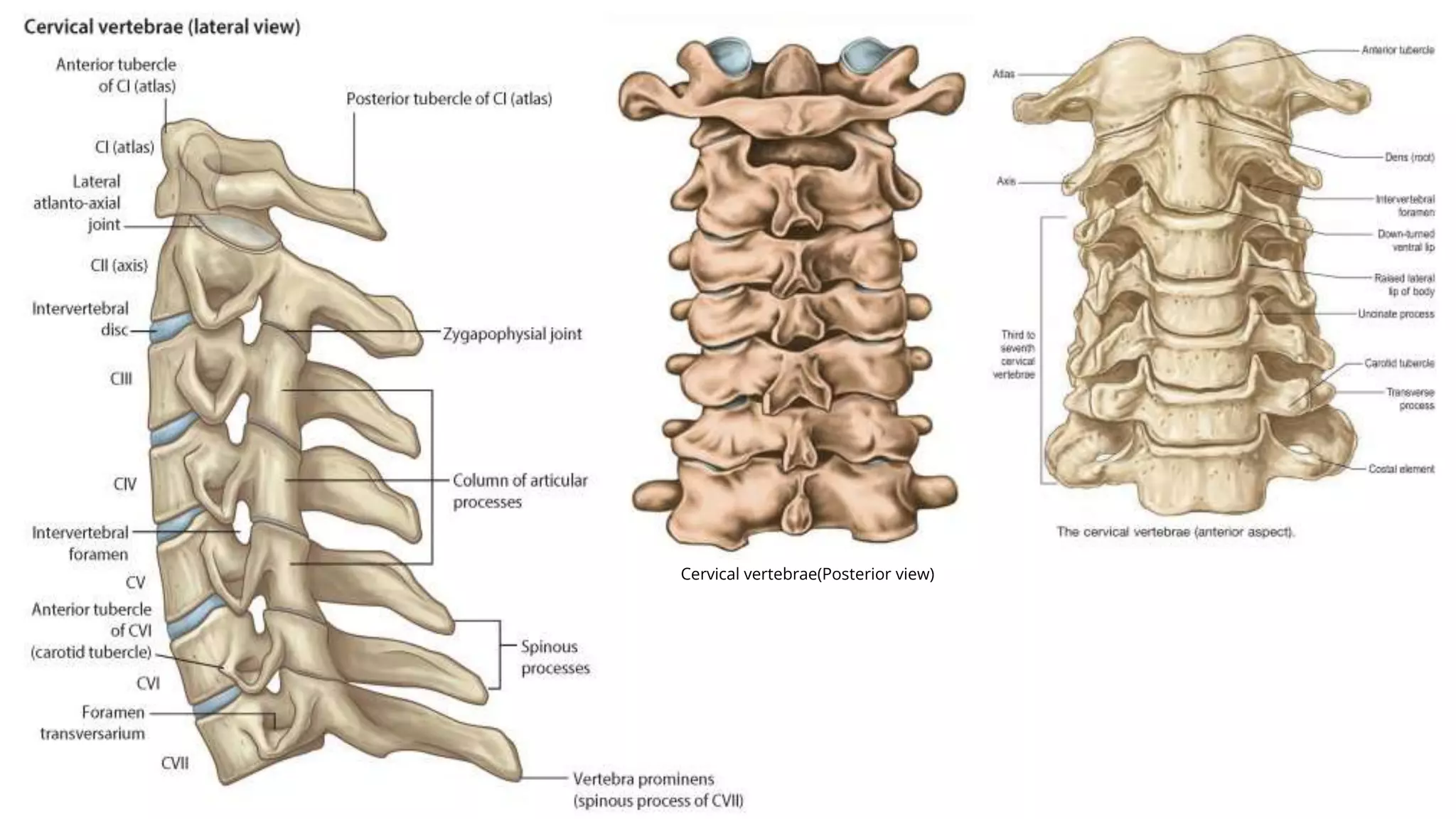 Cervical region | PPTX