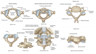Cervical region | PPTX