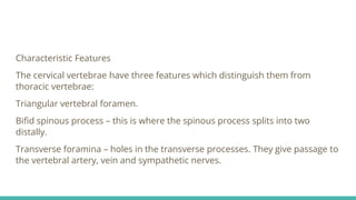 Cervical region | PPTX