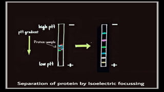 Separation of Biomolecules | PPTX