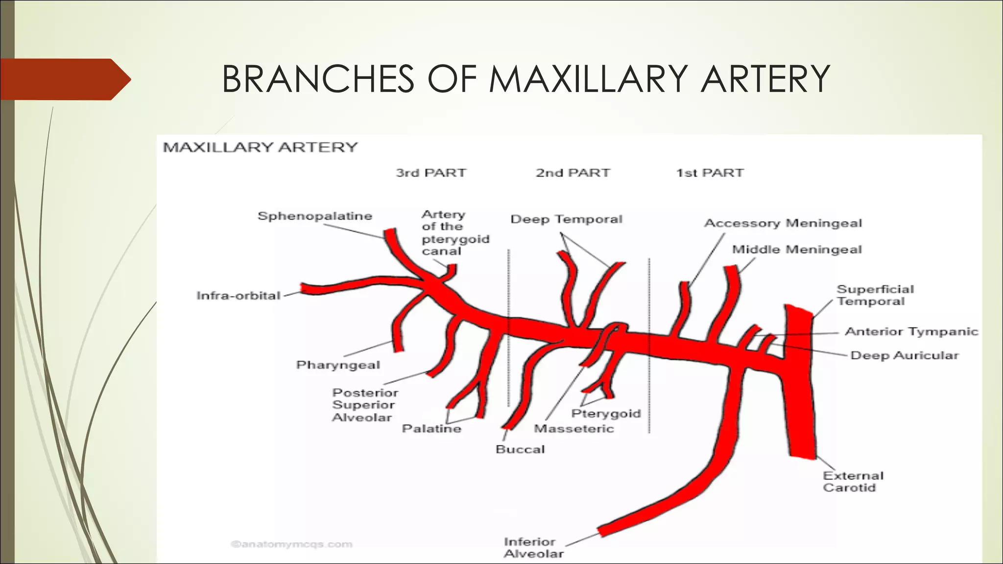 Maxillary artery | PDF