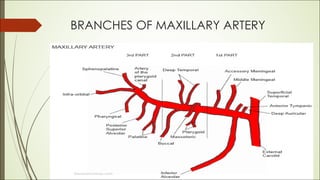 Maxillary artery | PDF