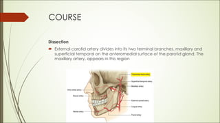 Maxillary artery | PDF