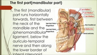 Maxillary artery | PDF
