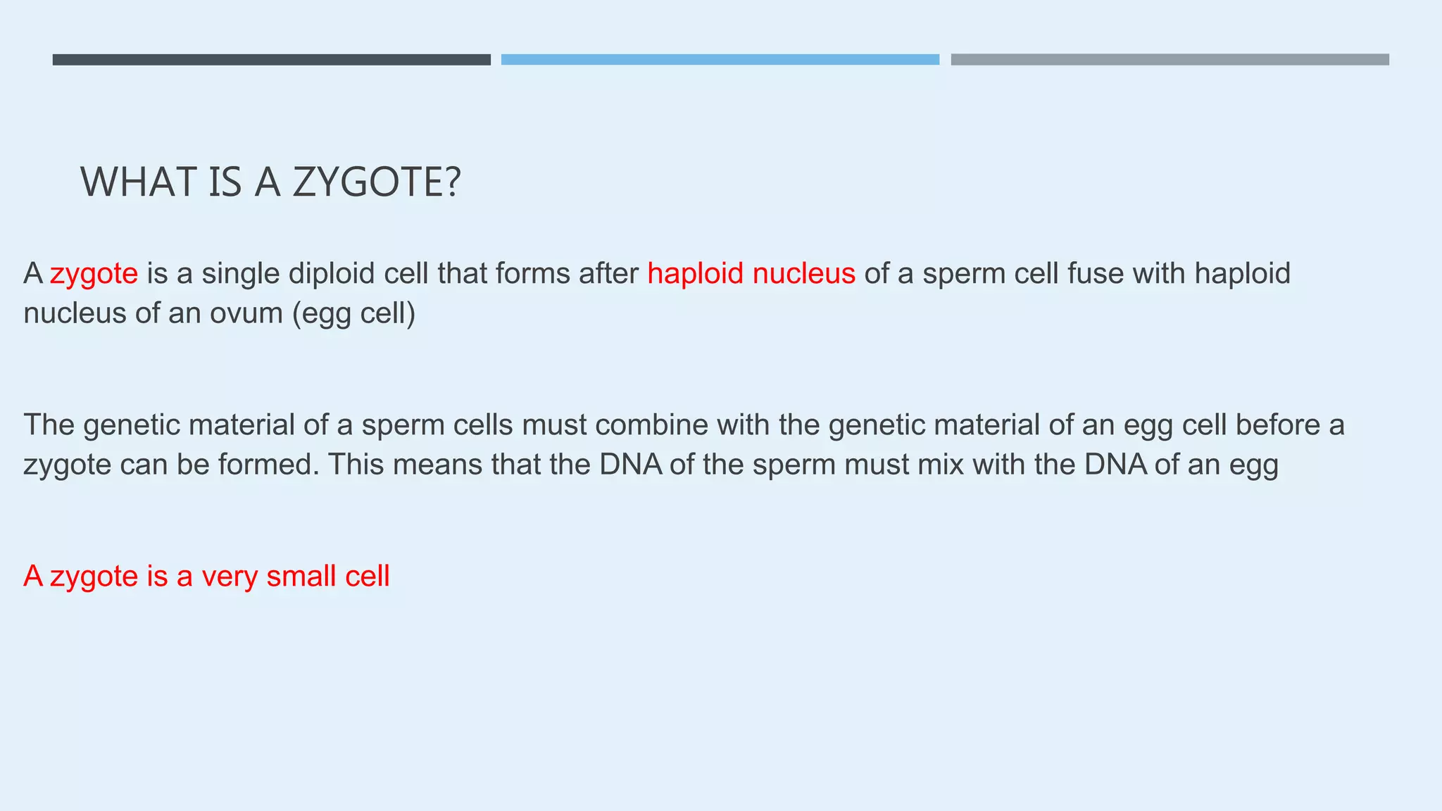 The development of a zygote | PPTX