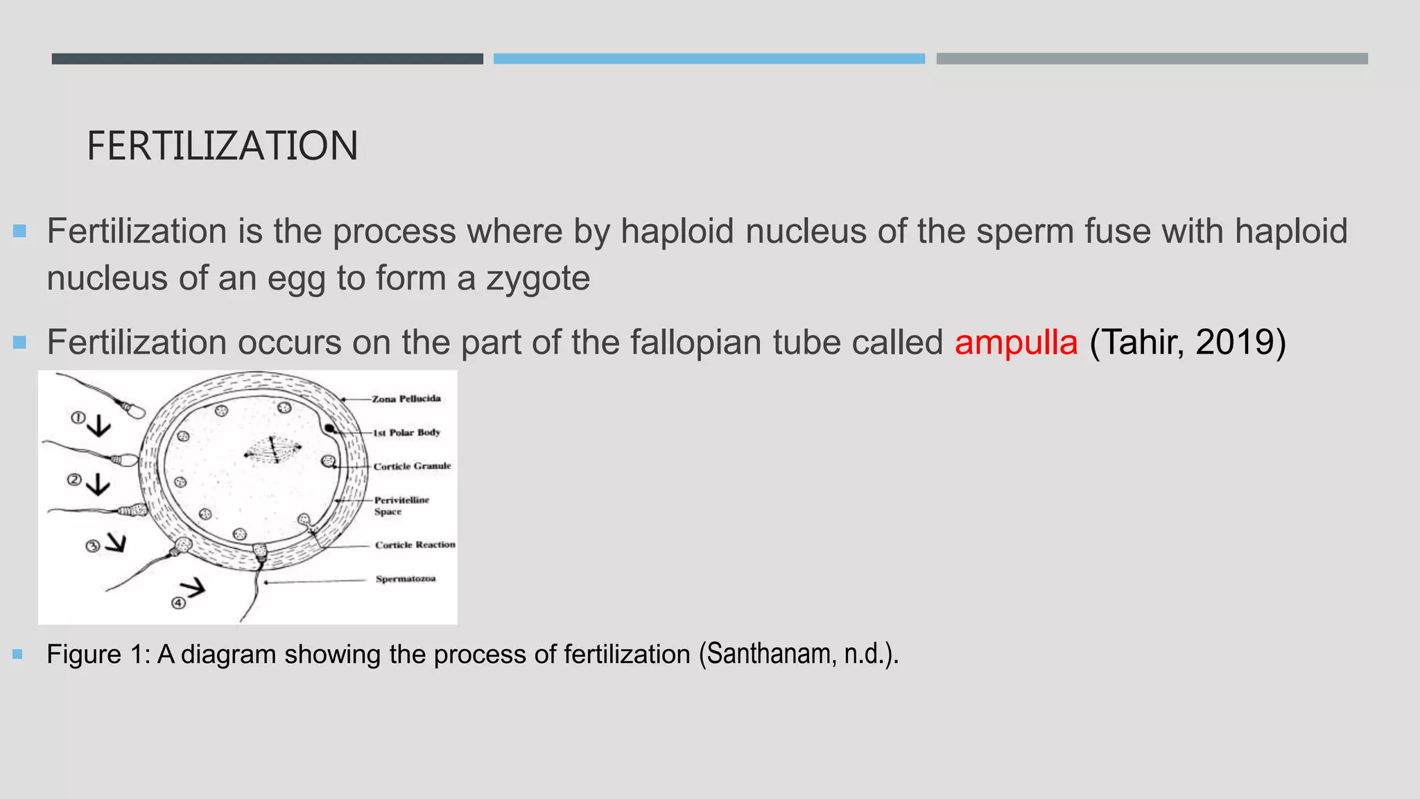 The development of a zygote | PPTX