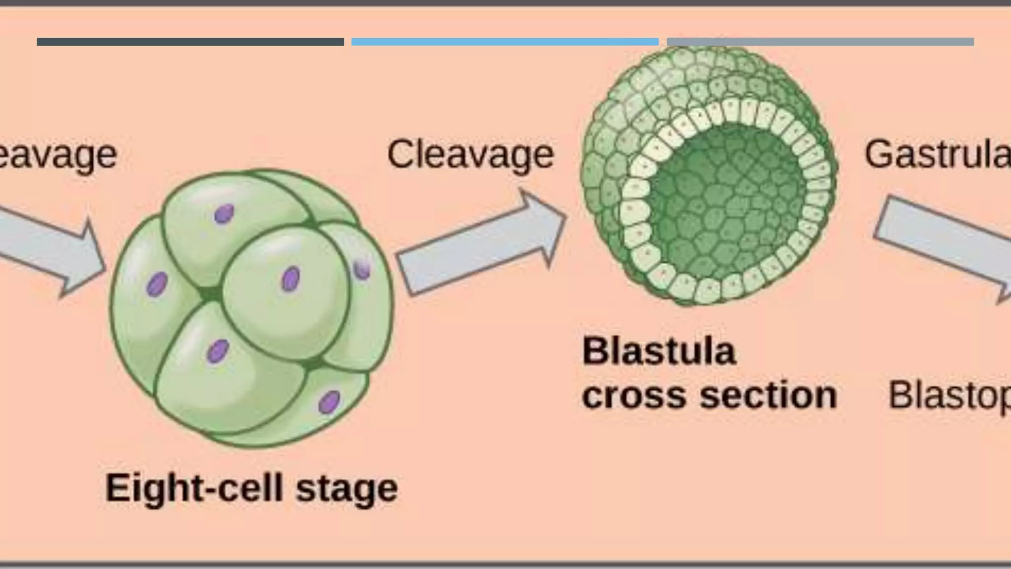 The development of a zygote | PPTX
