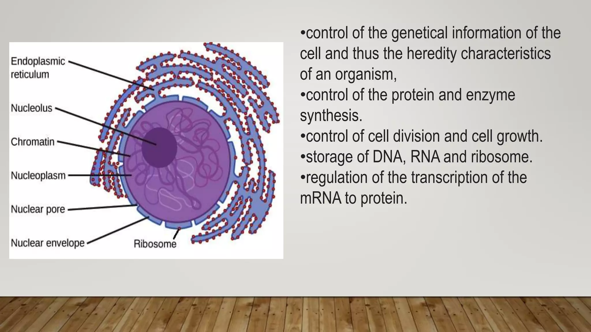 Cell organelles | PPTX