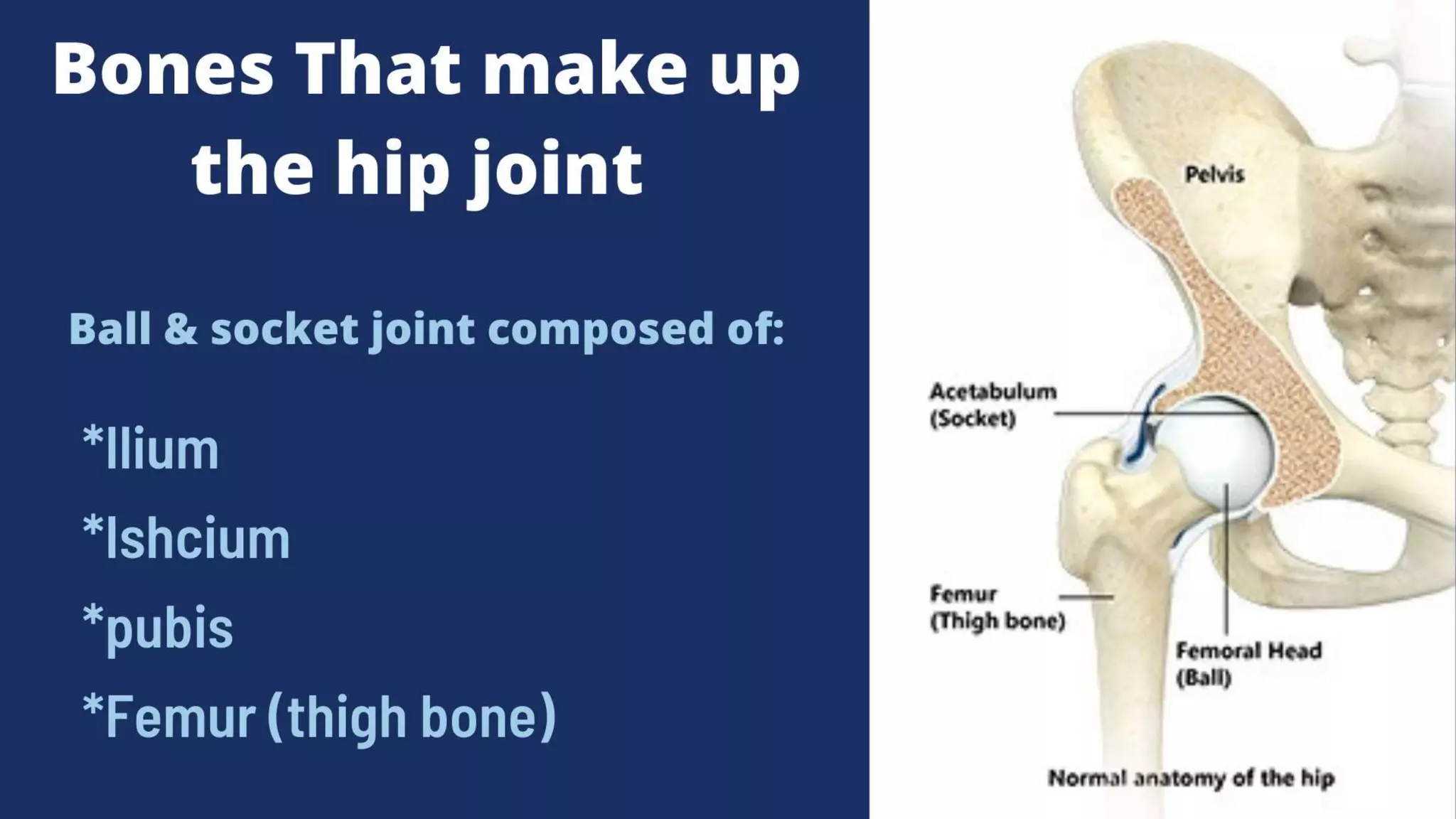 Hip joint Presentation.pptx | Bone and Joint Conditions | Diseases and Conditions