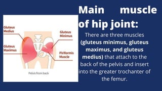 Hip joint Presentation.pptx | Bone and Joint Conditions | Diseases and Conditions