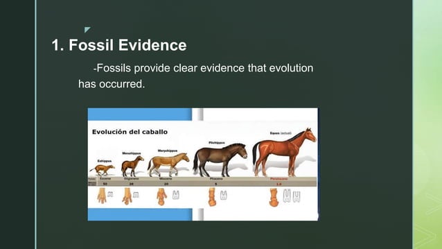 Evidence of evolution | PPT