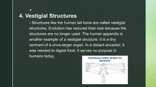 Evidence of evolution | PPT