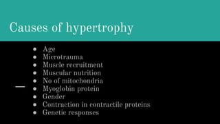 Muscle hypertrophy | PDF