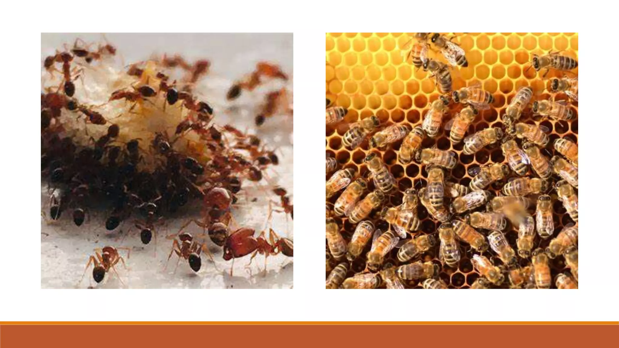 Social behavior and its types | PPTX