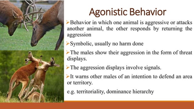 Social behavior and its types | PPTX
