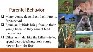 Social behavior and its types | PPTX