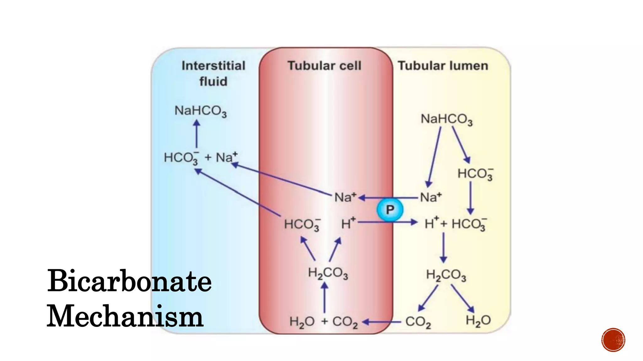 Acidification of urine simplified | PPTX