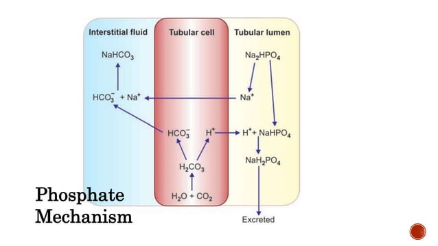 Acidification of urine simplified | PPTX | Chemistry | Science