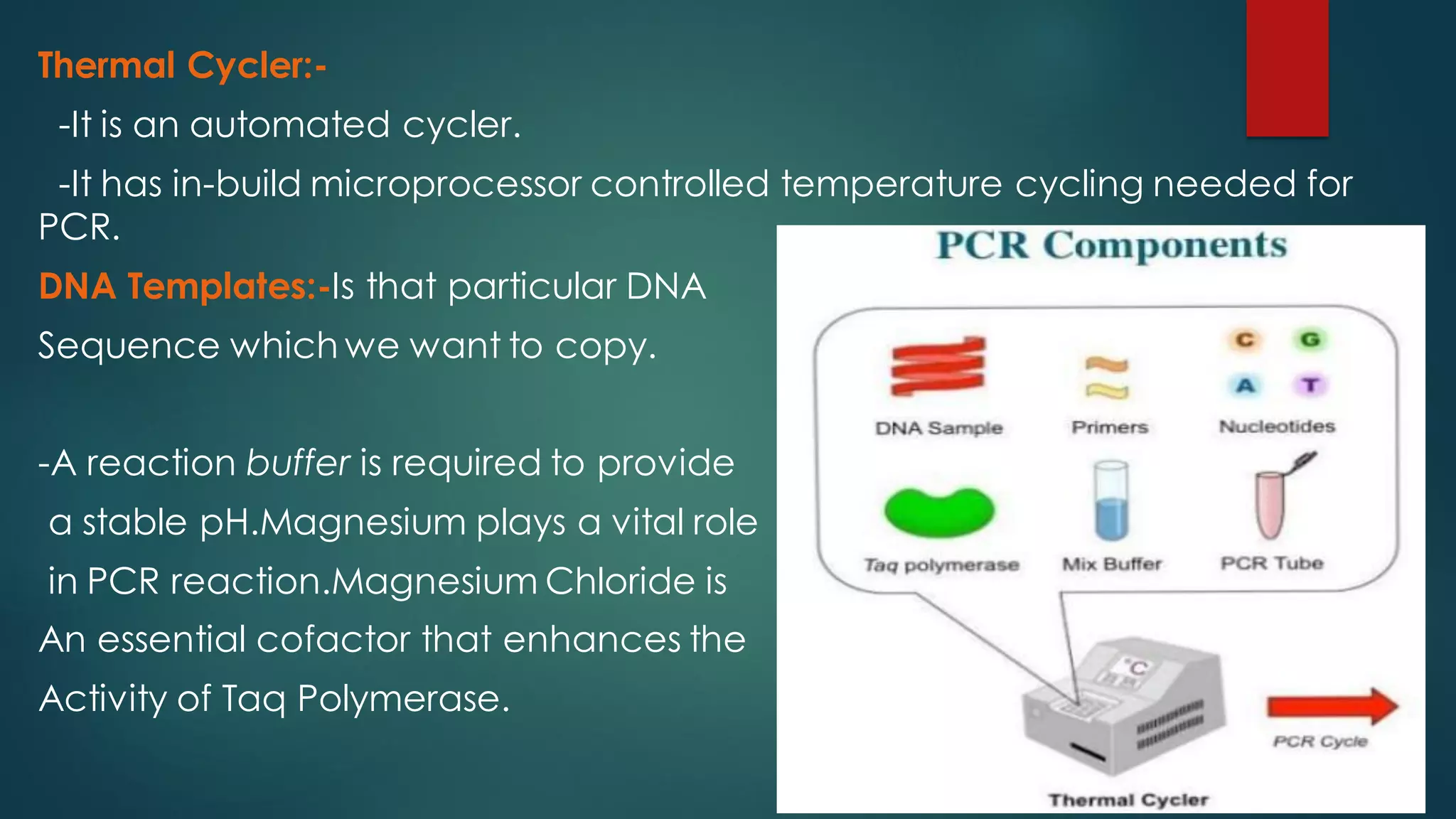 Polymerase Chain Reaction | PDF