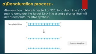 Polymerase Chain Reaction | PDF