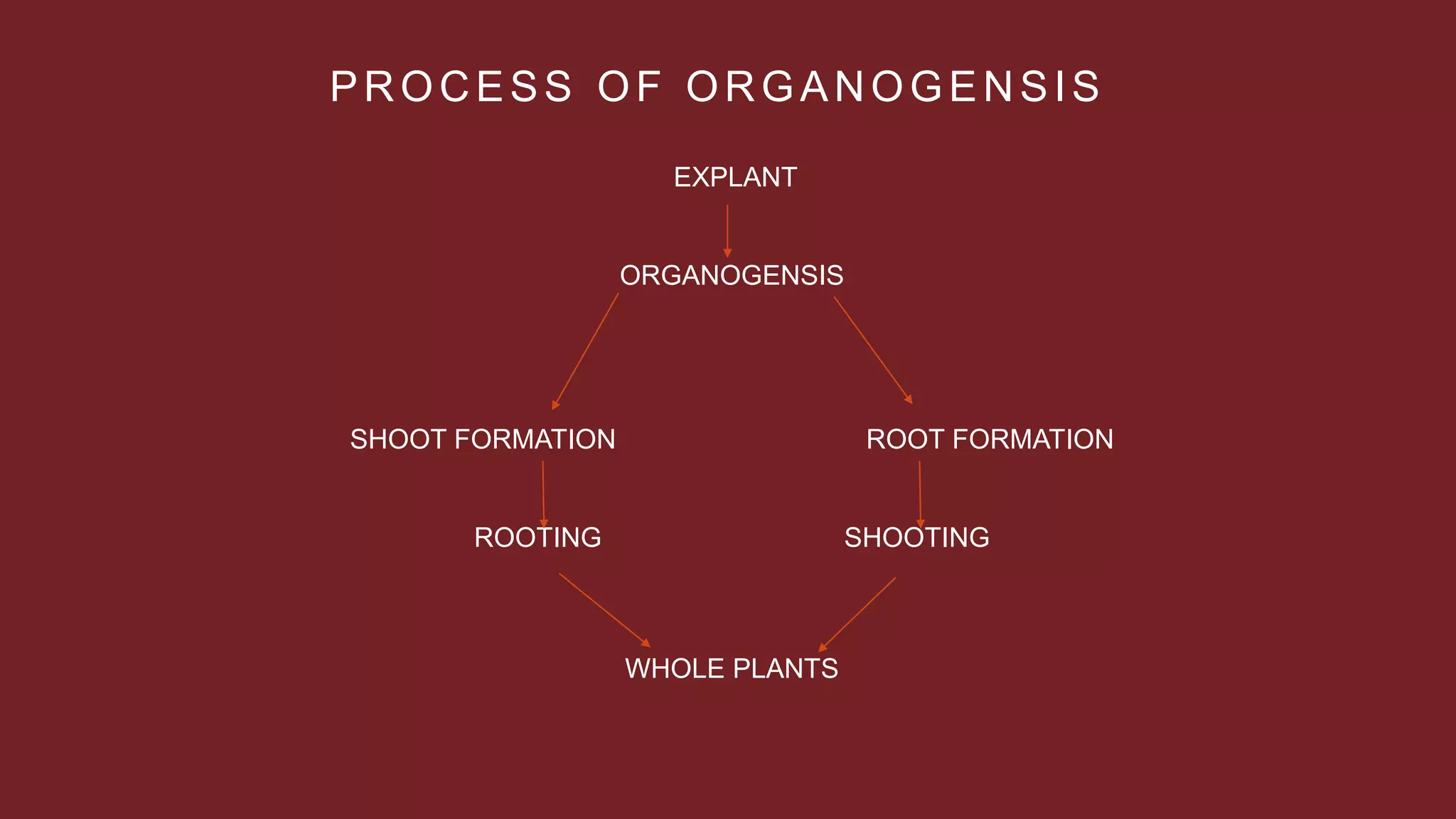 Embryogenesis and organogenesis Presentation.pptx