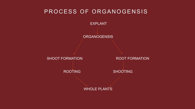 Embryogenesis and organogenesis Presentation.pptx