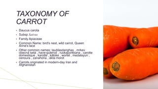 Carrots seed production | PPTX