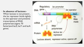 gene regulation in prokaryotes | PDF