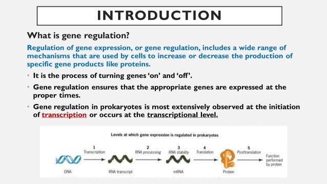 gene regulation in prokaryotes | PDF | Chemistry | Science