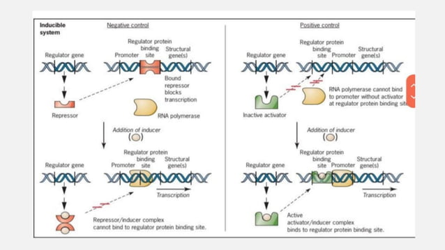 gene regulation in prokaryotes | PDF | Chemistry | Science
