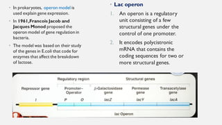 gene regulation in prokaryotes | PDF