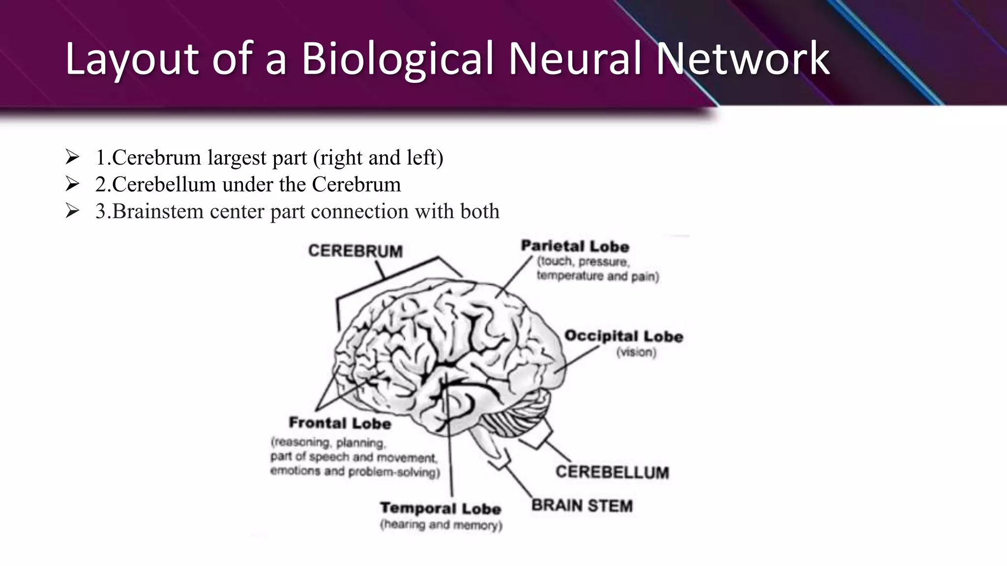 Biological Neural Network.pptx