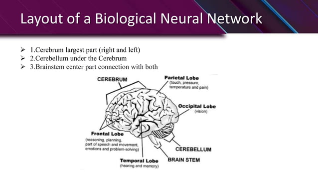 Biological Neural Network.pptx