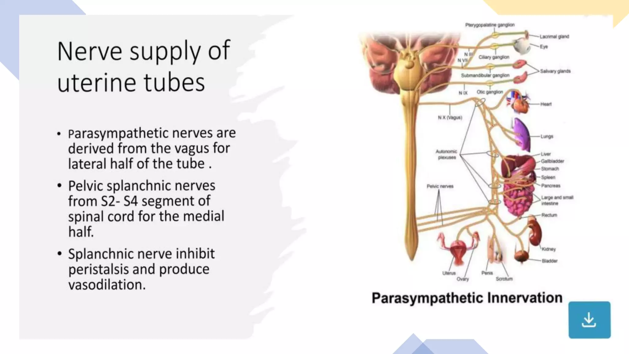 Nerve supply to female genital organs | PPTX