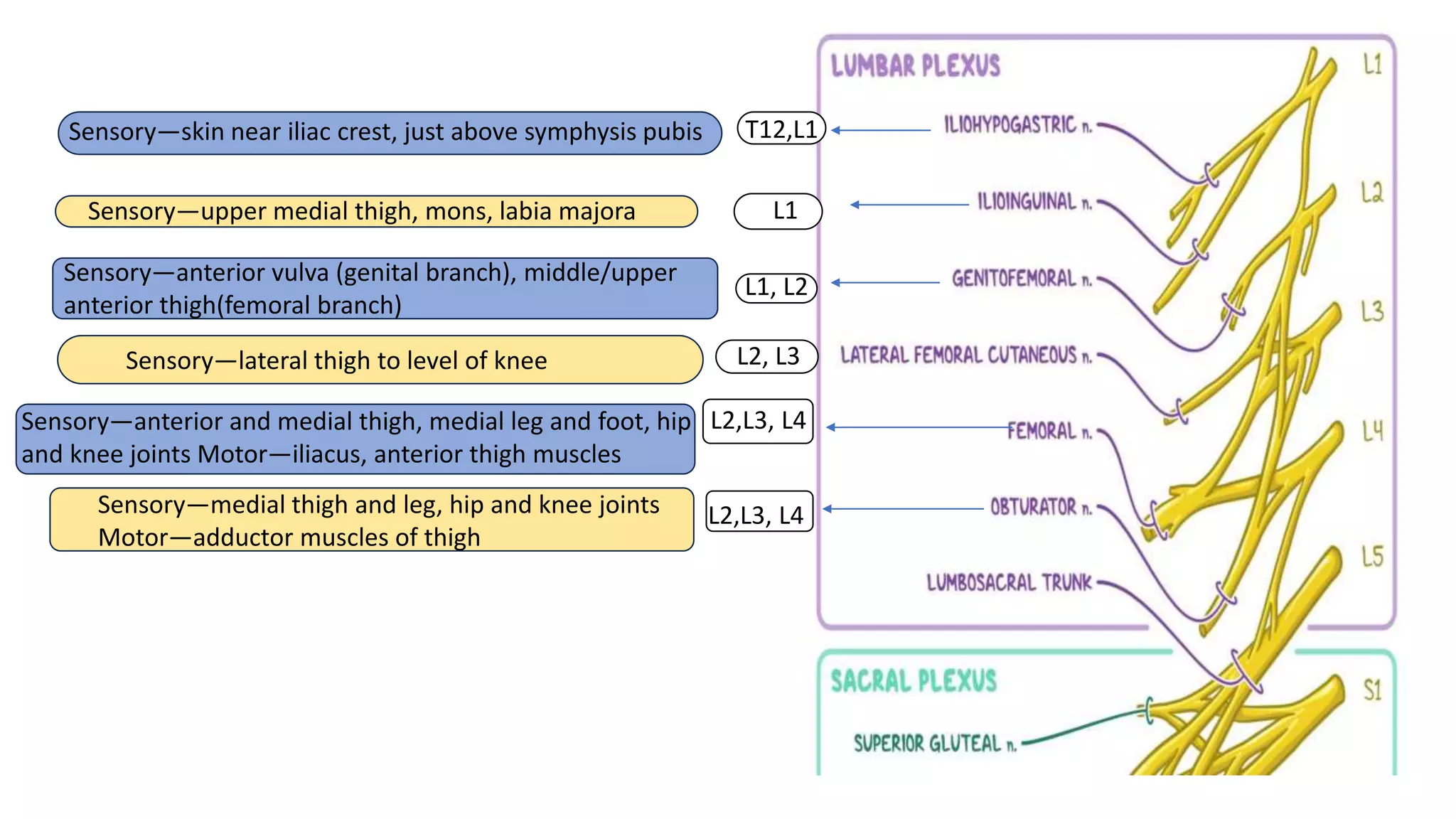 Nerve supply to female genital organs | PPTX